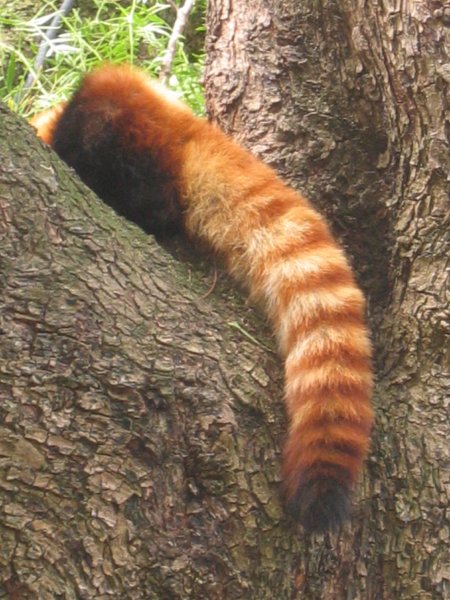 Shaun Heal - Photo - red panda bear tail